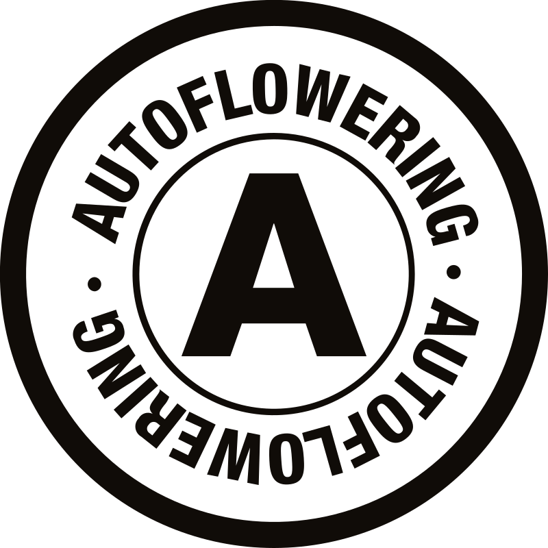 Купить семена Auto Red Poison SWS39 feminized, Sweet Seeds : 4 авто ...