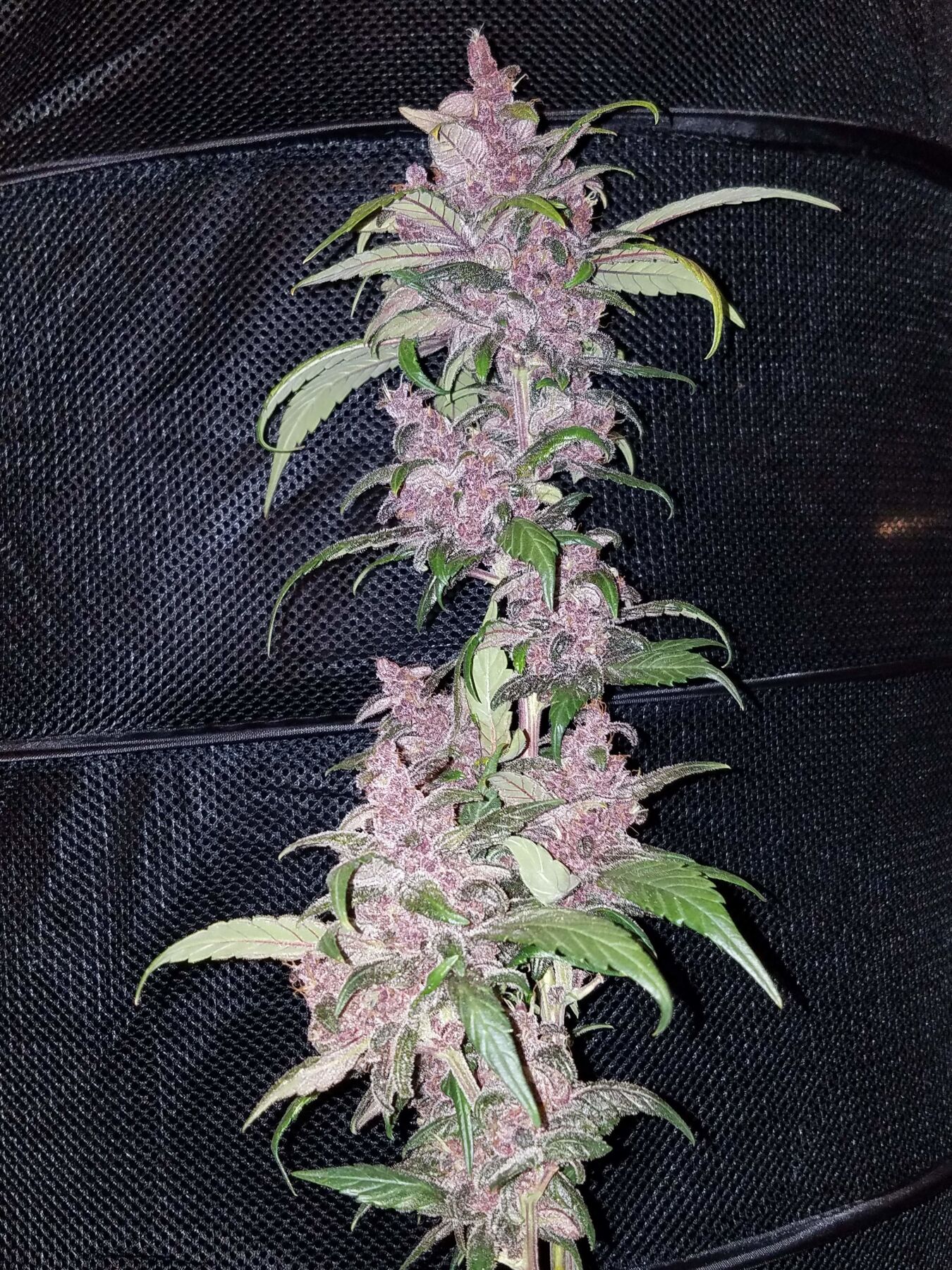 Купить семена Auto LSD-25 feminized : 1 авто феминизированное семя