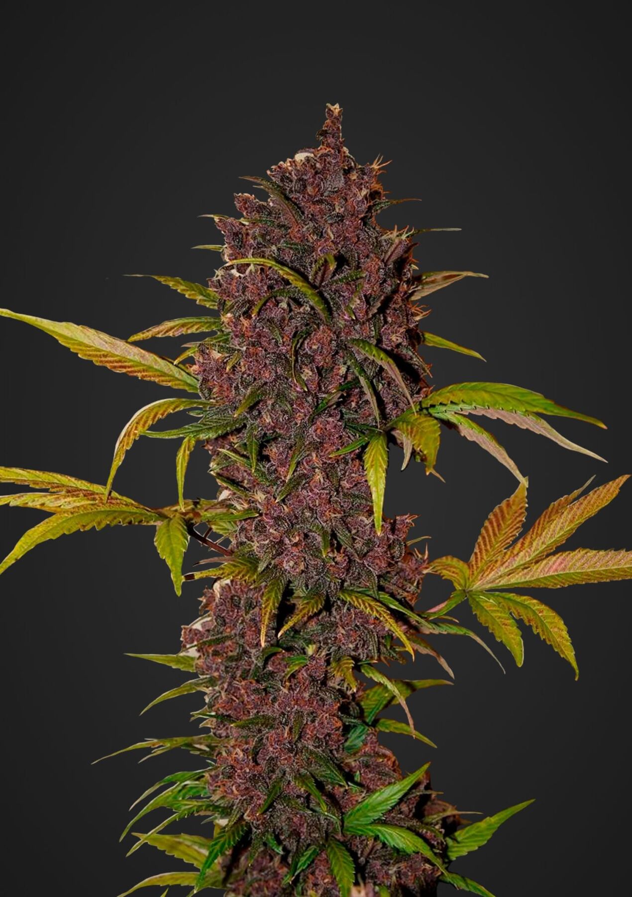 Купить семена Auto LSD-25 feminized : 1 авто феминизированное семя