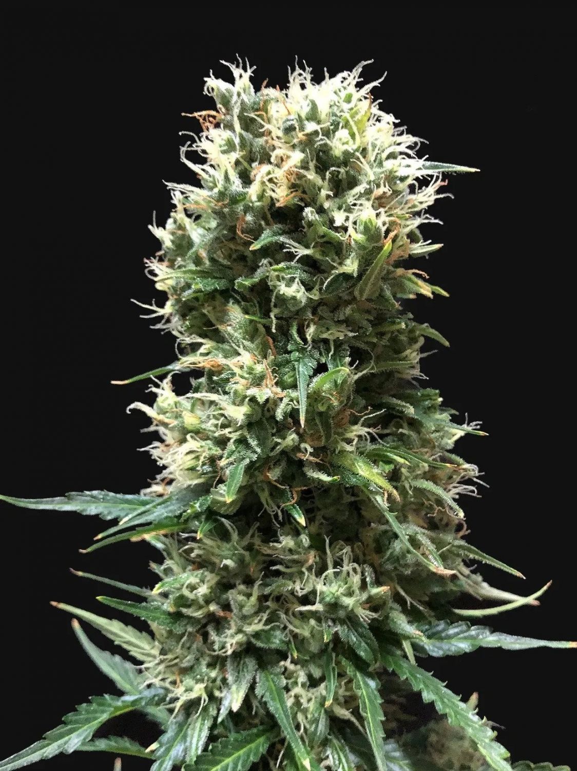 Купити насіння Auto Animal Face feminized : 3 шт авто фемінізованих