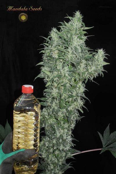 Superlicious Sativa feminized, Mandala Seeds - Canna-Seeds.com.ua