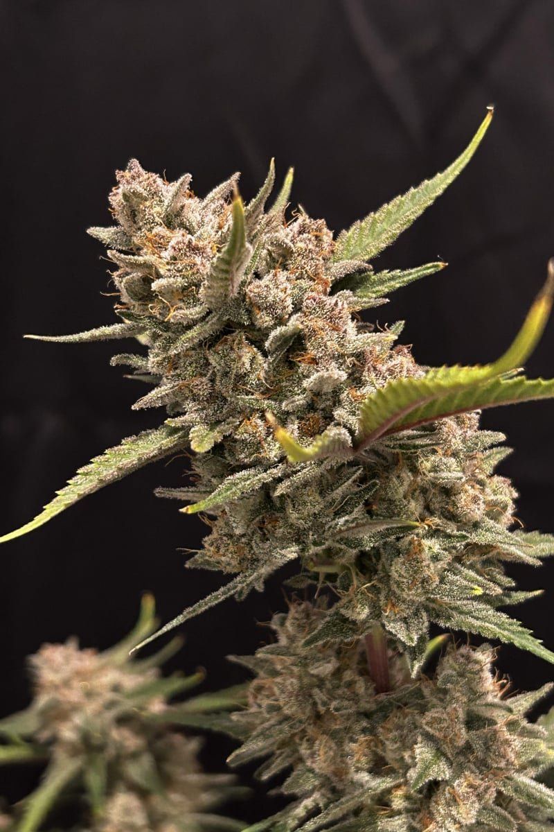 Купить семена Auto Apricot feminized, Fast Buds : 1 авто ...