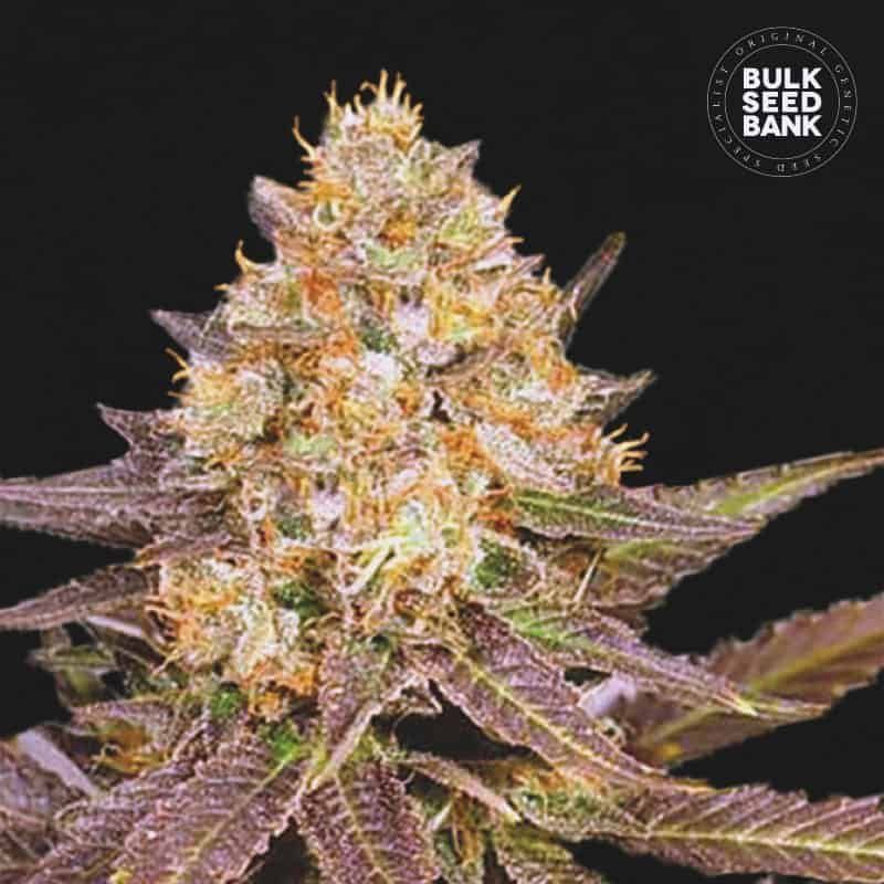 Купить семена Lavender Best feminized : 5 феминизированных семян Купить семена Lavender Best feminized : 5 феминизированных семян