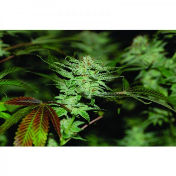 Купить семена Sour Kush feminised : 3 феминизированных семени