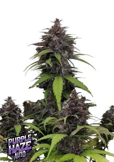 Купить семена Auto Purple Haze feminized, Fast Buds : 1 авто ...