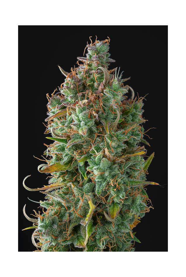 Купить семена Auto Gelato 41 feminized : 1 авто феминизированное семя